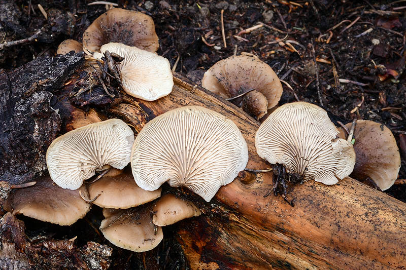 California Fungi: Lentinellus montanus