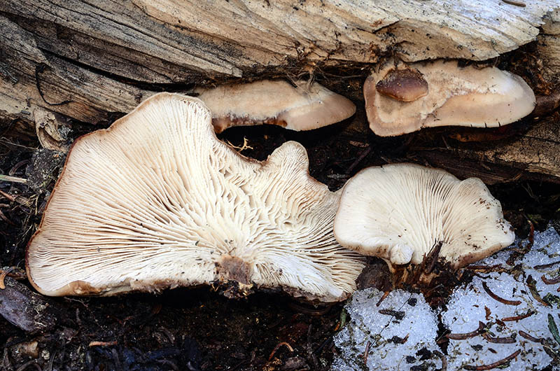 California Fungi: Lentinellus montanus
