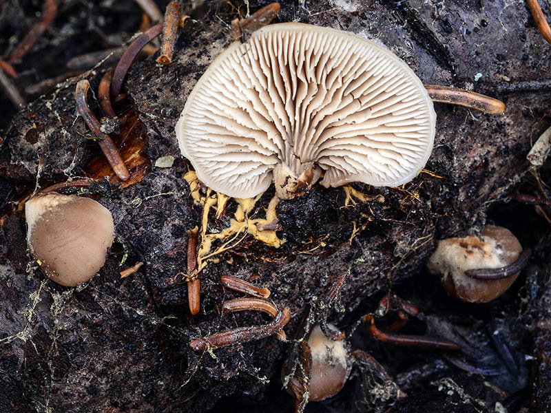 California Fungi: Lentinellus montanus