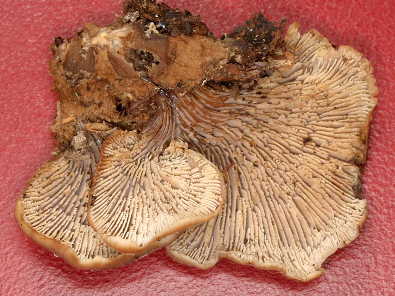 California Fungi: Lentinellus ursinus