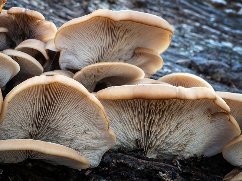 California Fungi: Lentinellus ursinus