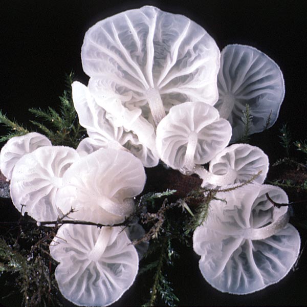 California Fungi: Marasmiellus candidus