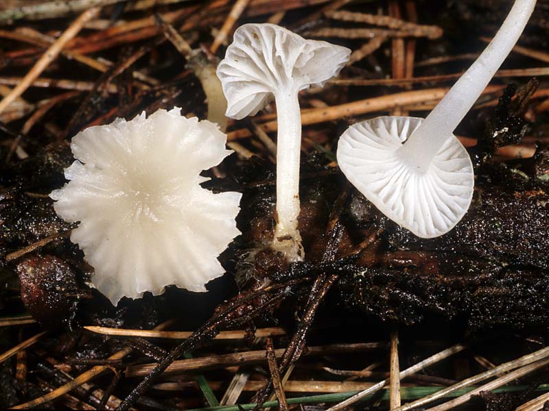 California Fungi: Marasmius calhouniae
