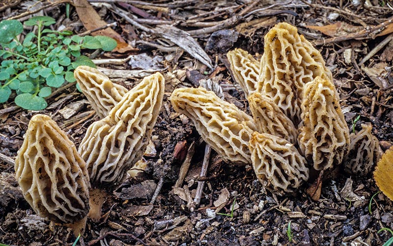 California Fungi: Morchella rufobrunnea