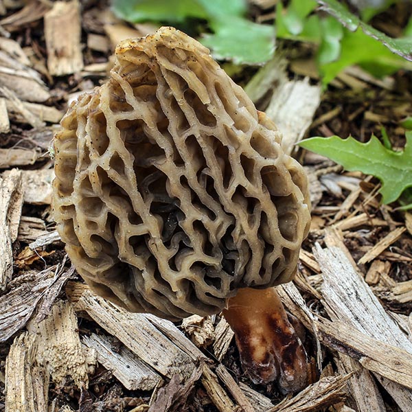 California Fungi: Morchella rufobrunnea