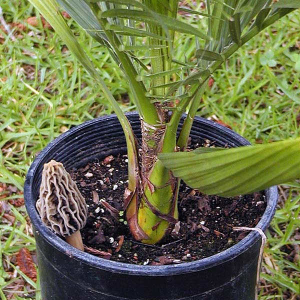 California Fungi: Morchella rufobrunnea