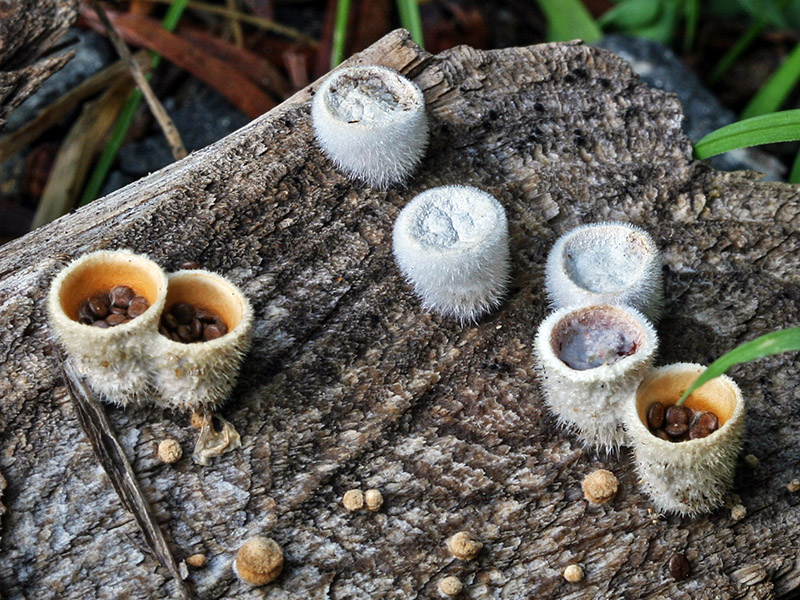 California Fungi: Nidula niveotomentosa