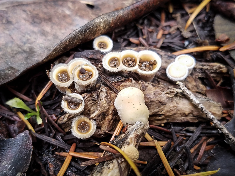 California Fungi: Nidula niveotomentosa