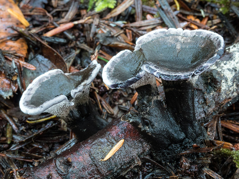 California Fungi: Phellodon atratus