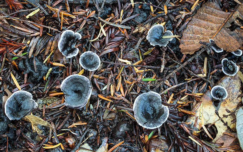 California Fungi: Phellodon atratus