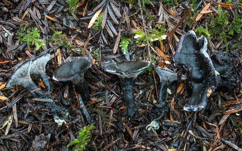 California Fungi: Phellodon atratus
