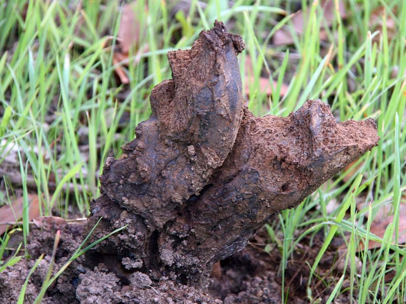 California Fungi: Pisolithus arhizus