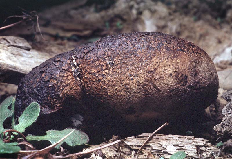 California Fungi: Pisolithus arhizus