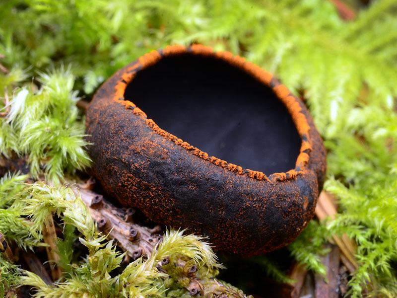 California Fungi: Plectania melastoma