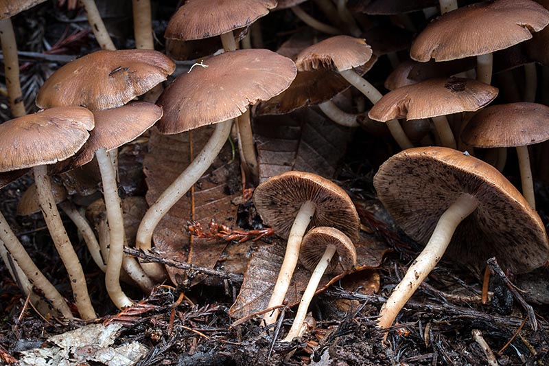 California Fungi: Psathyrella piluliformis