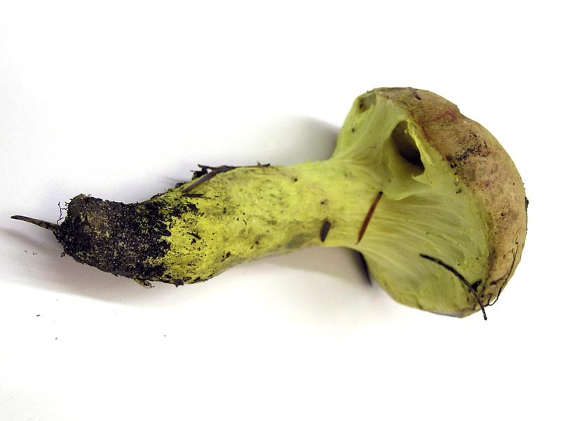 California Fungi: Pulveroboletus ravenelii