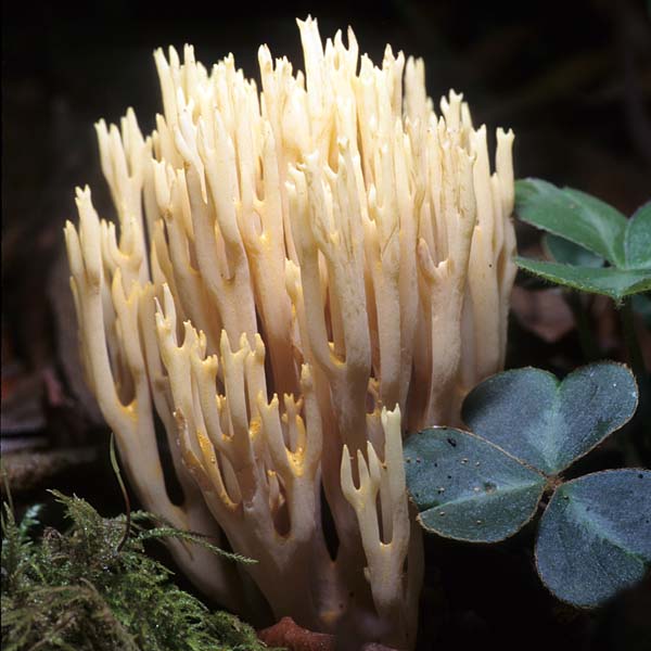 California Fungi: Ramaria stricta