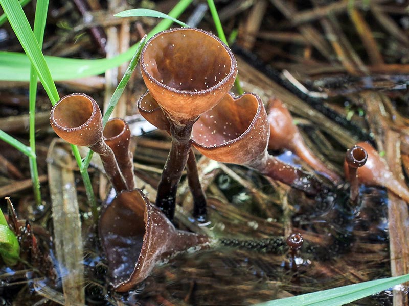 California Fungi: Sclerotinia sulcata