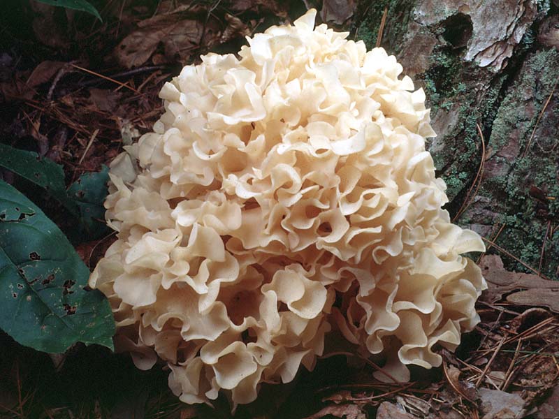 California Fungi: Sparassis radicata