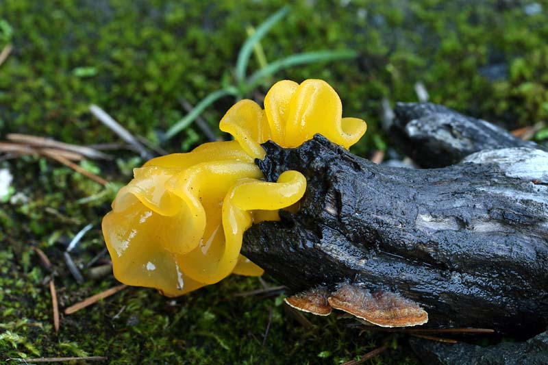 California Fungi: Naematelia aurantia