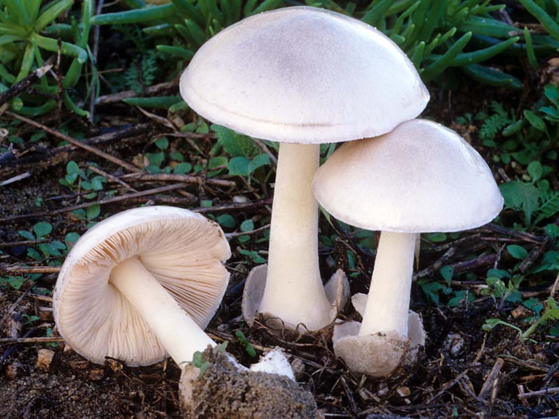California Fungi: Volvopluteus gloiocephalus