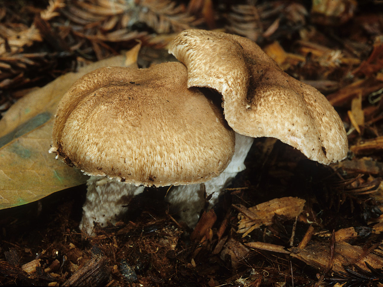 California Fungi: Agaricus arorae