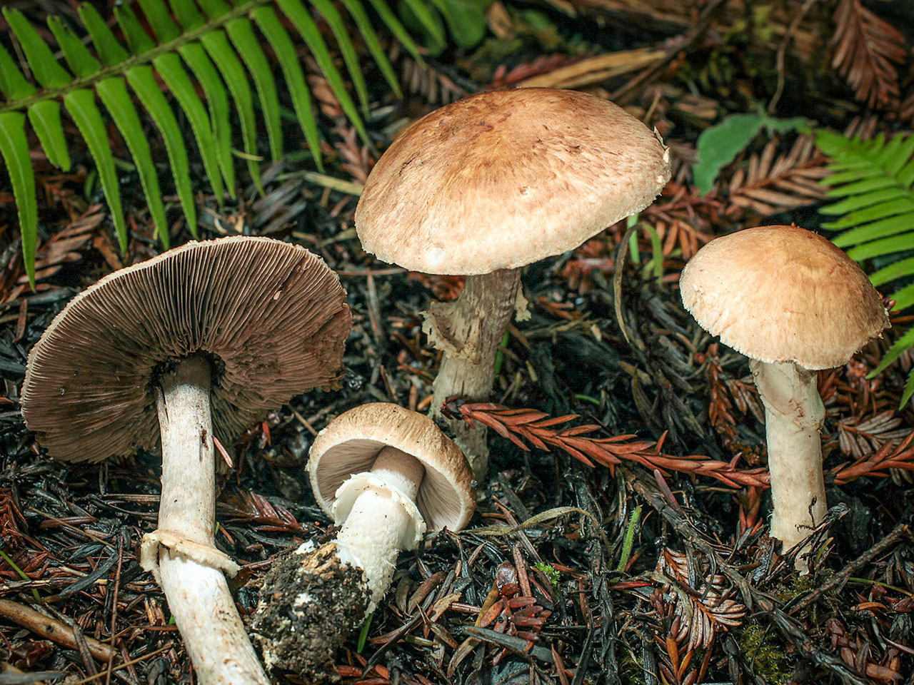 California Fungi: Agaricus arorae