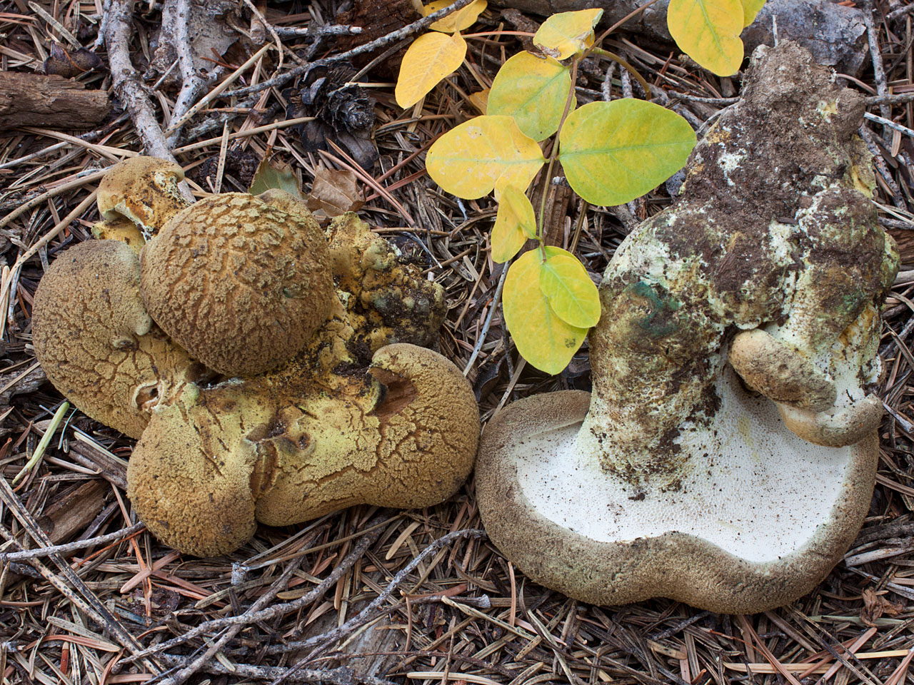 California Fungi: Albatrellus ellisii