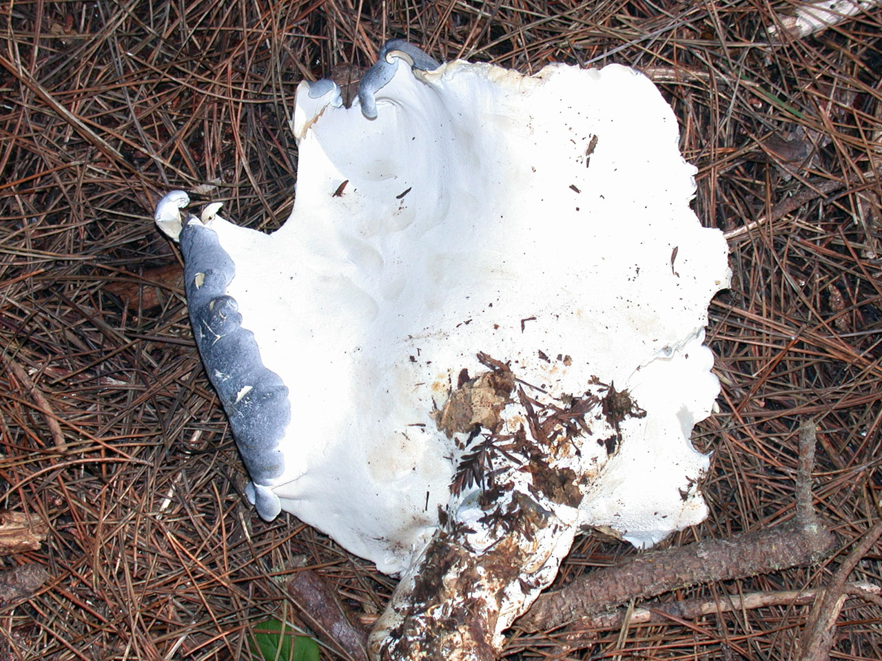 California Fungi: Albatrellus flettii