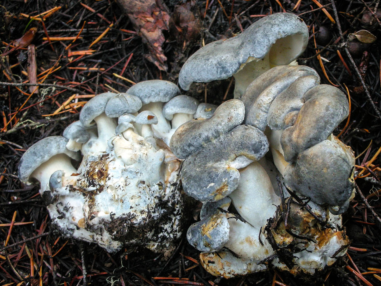 California Fungi: Albatrellus flettii