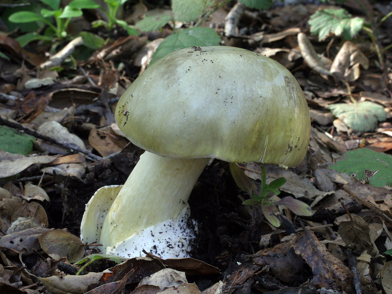 California Fungi: Amanita phalloides