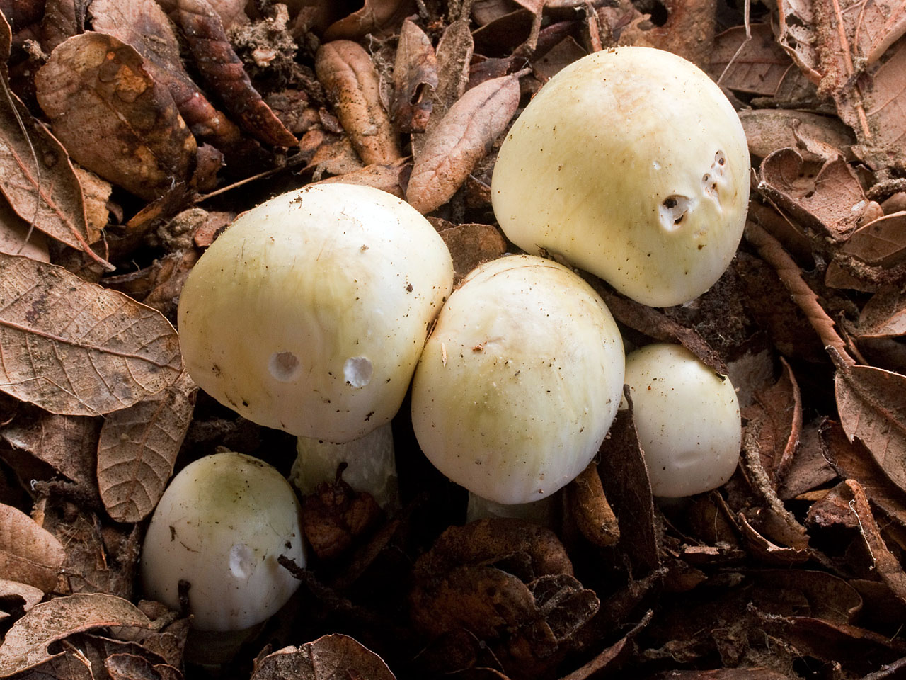 California Fungi: Amanita phalloides