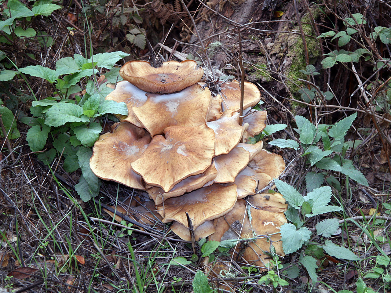 California Fungi: Armillaria mellea