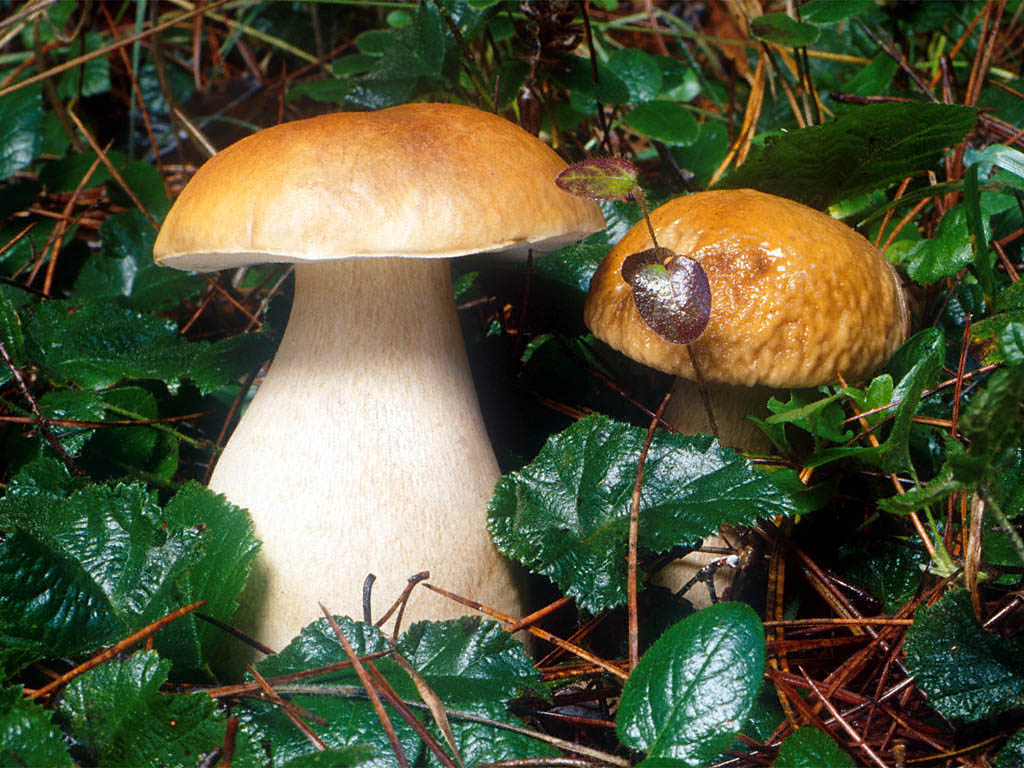 California Fungi: Boletus edulis