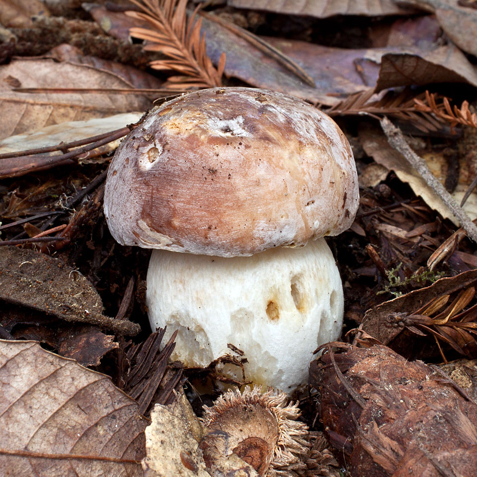 California Fungi: Boletus regineus