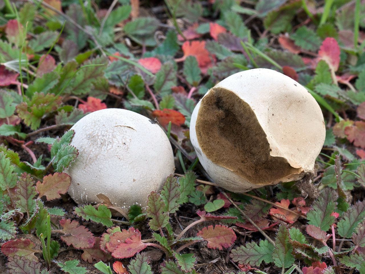 California Fungi: Bovista aestivalis