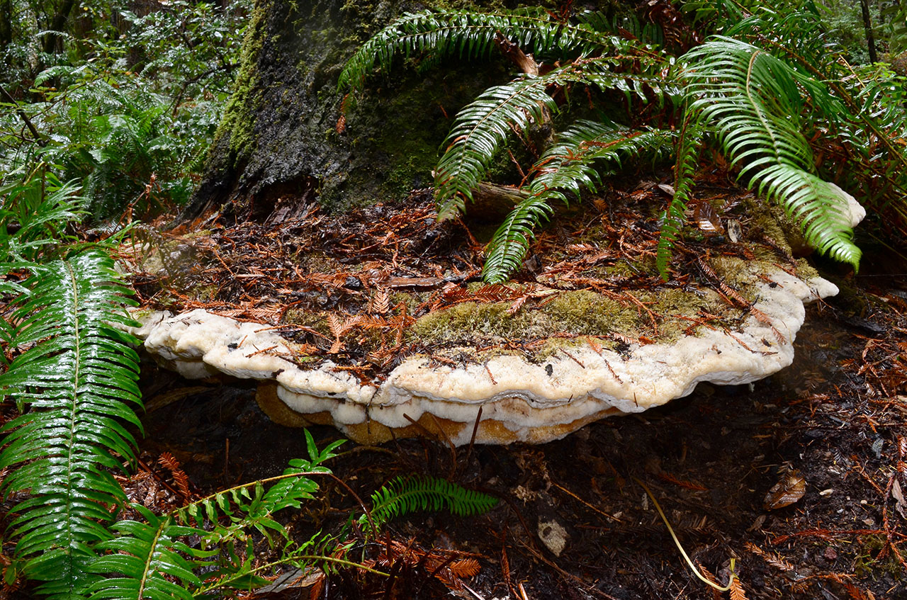 California Fungi: Bridgeoporus nobilissimus