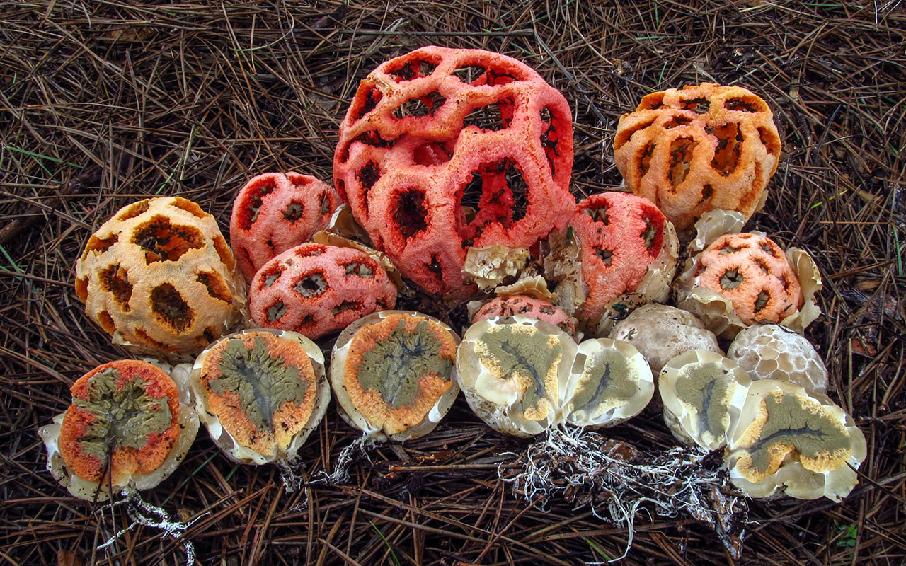 California Fungi: Clathrus ruber