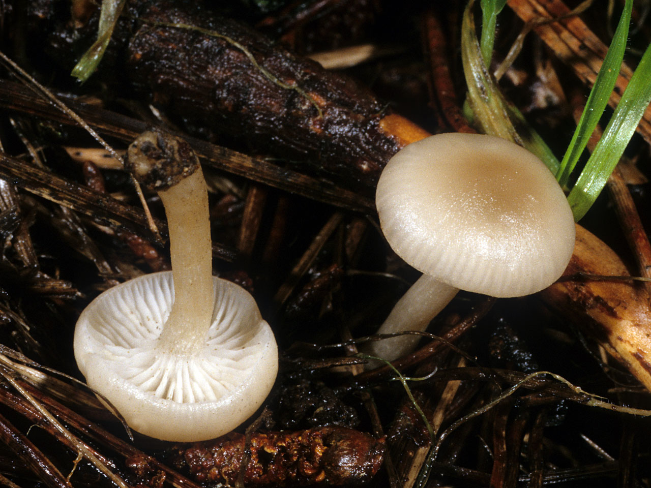 California Fungi: Clitocybe deceptiva