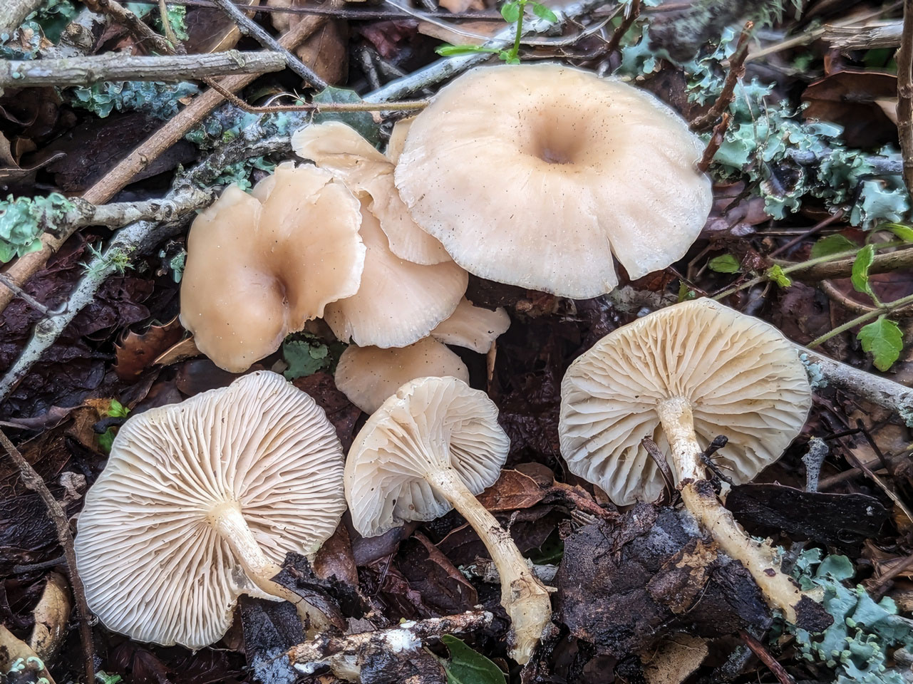 California Fungi: Clitocybe salmonilamella