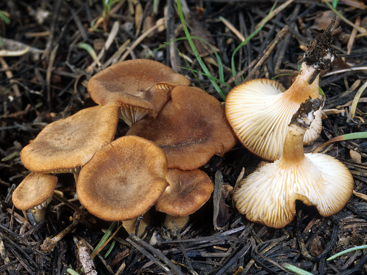 California Fungi: Clitocybe squamulosa