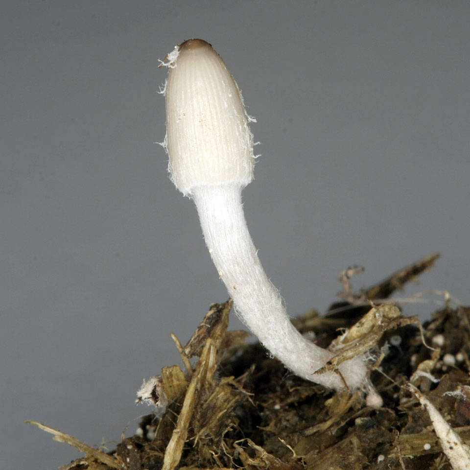 California Fungi: Coprinopsis radiata