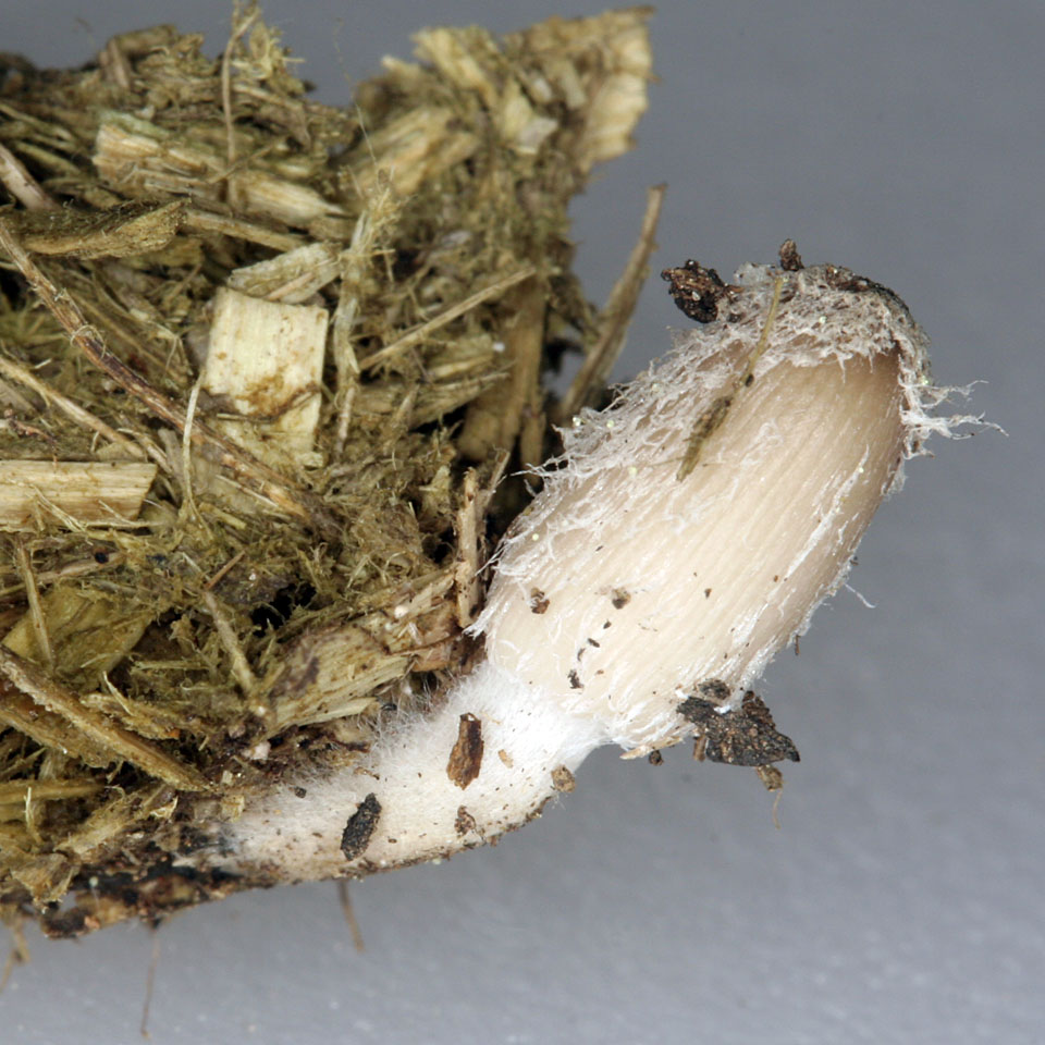 California Fungi: Coprinopsis radiata