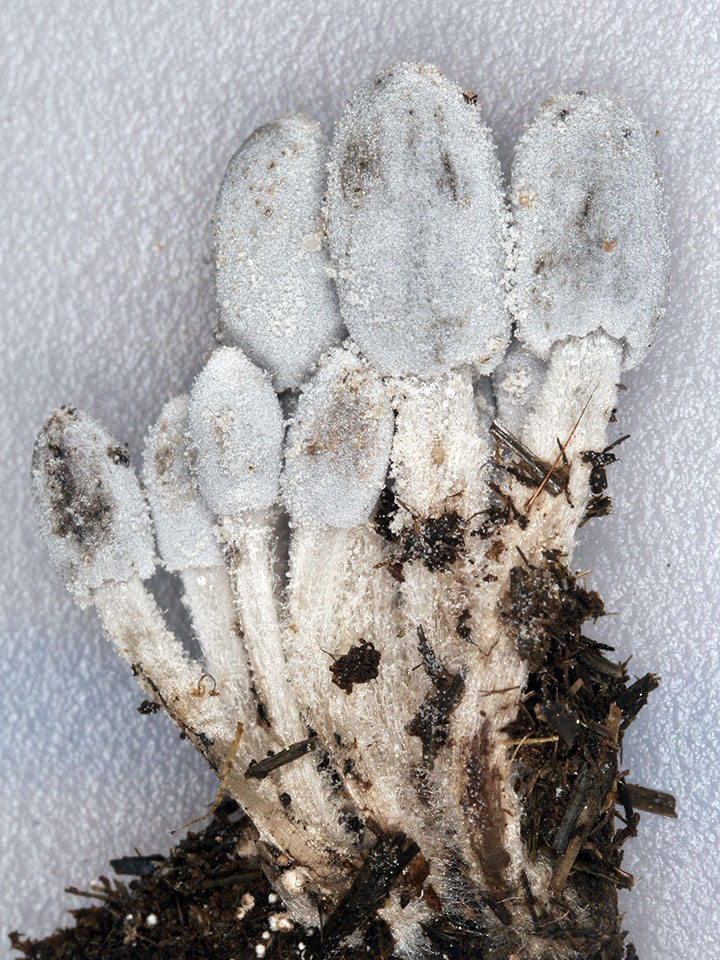 California Fungi: Coprinopsis stercorea