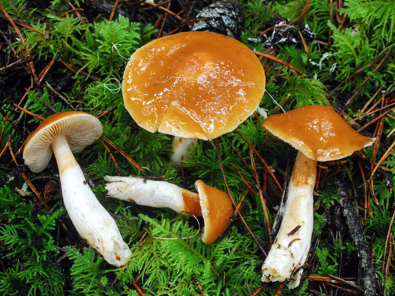 California Fungi: Cortinarius vibratilis