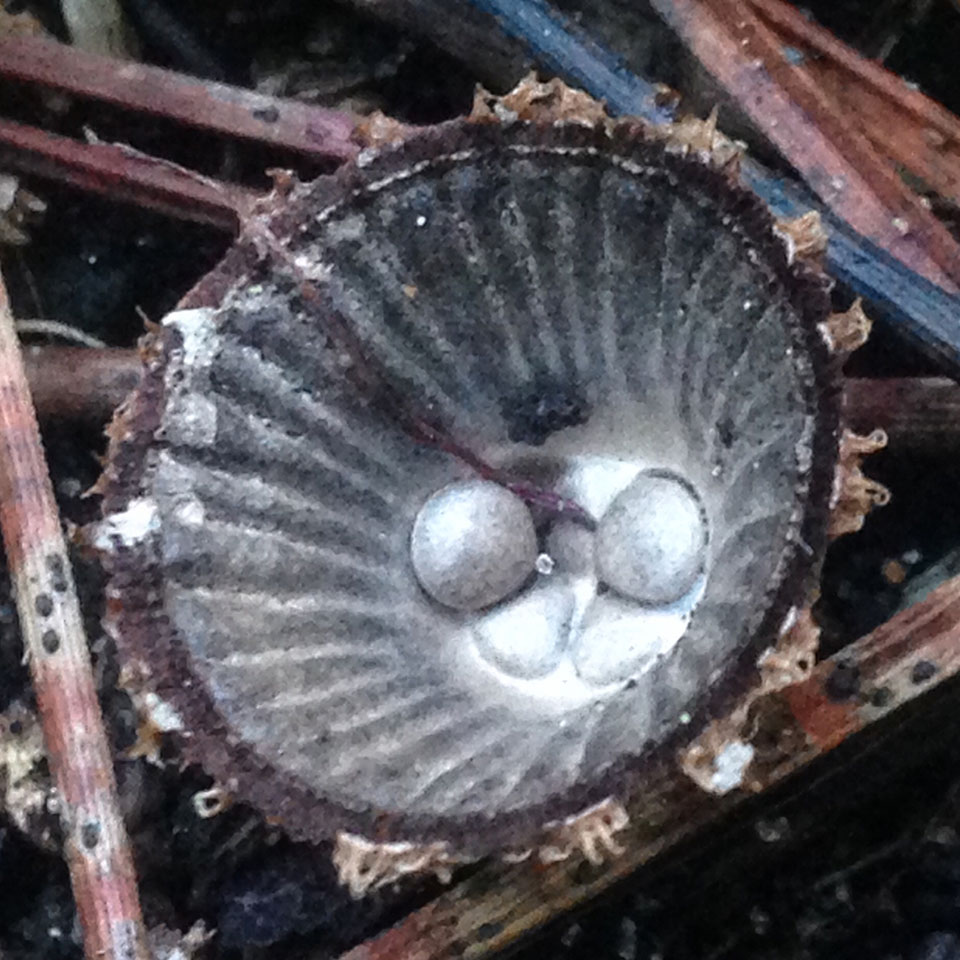 California Fungi: Cyathus striatus