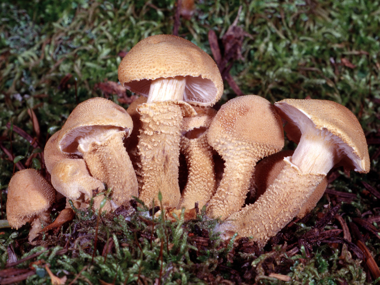 California Fungi: Cystoderma fallax