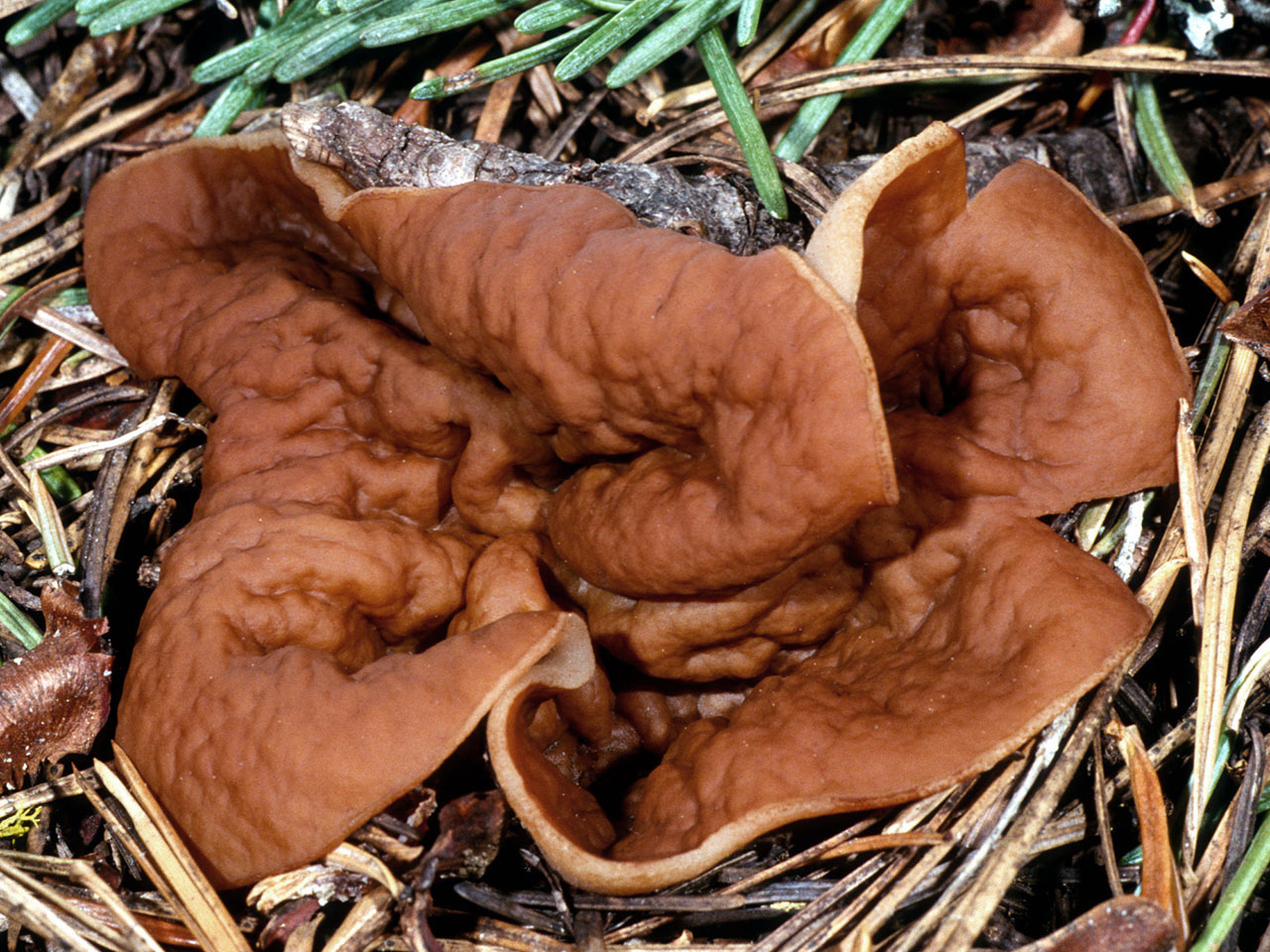 California Fungi: Gyromitra perlata