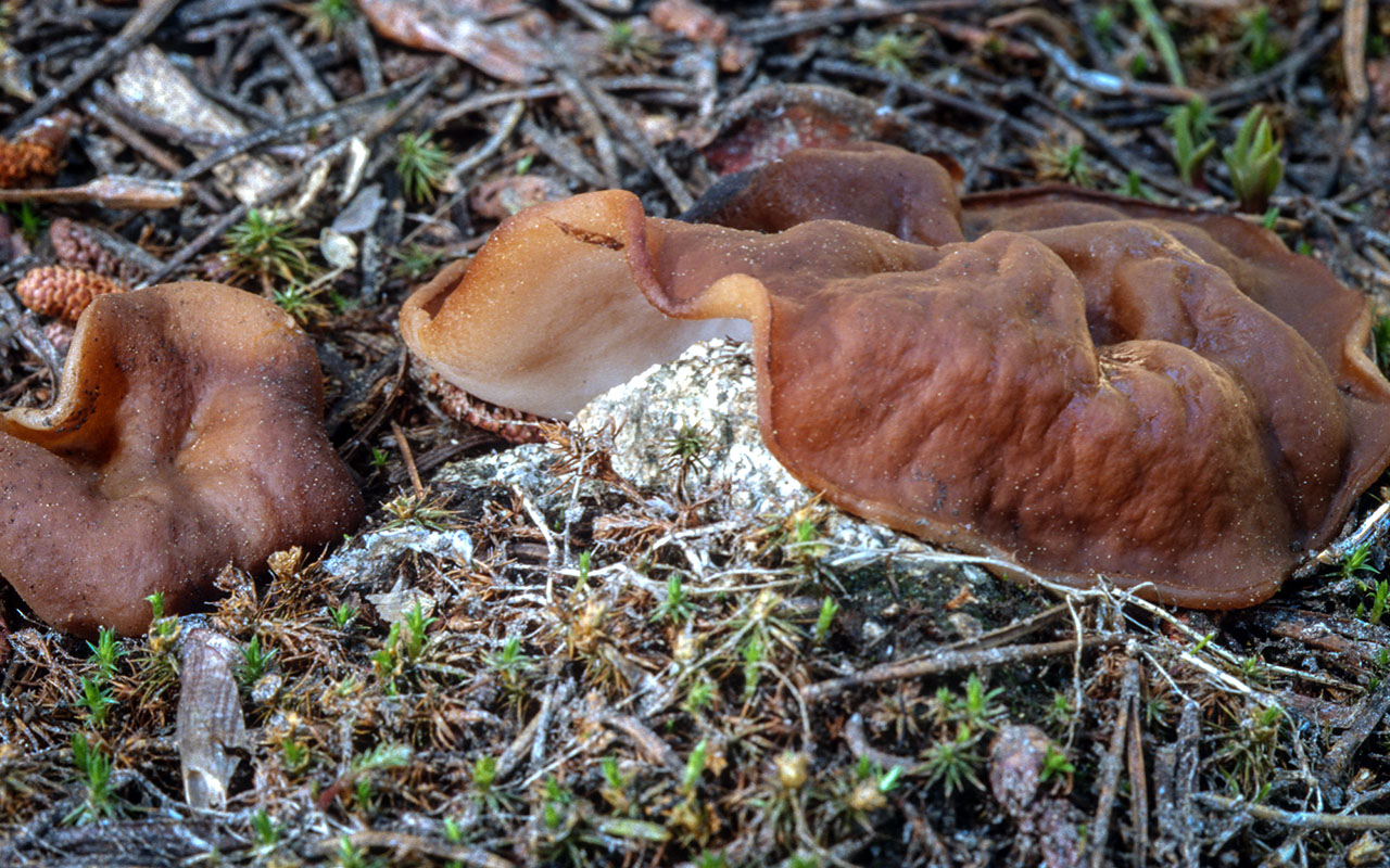 California Fungi: Gyromitra perlata