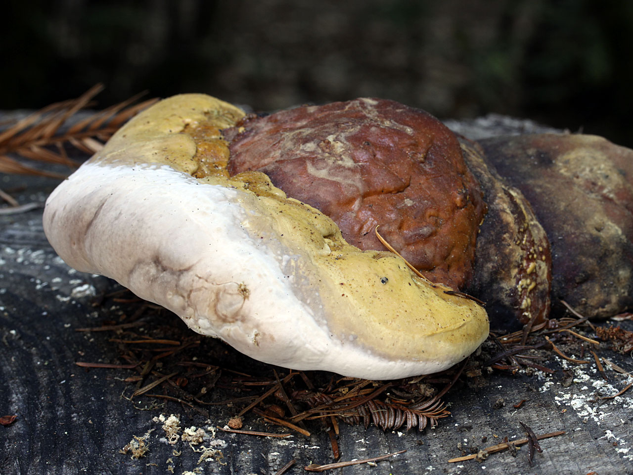 California Fungi: Fomitopsis pinicola